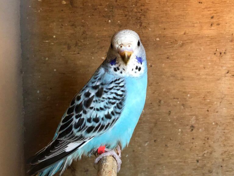 About Us - Kentbirds